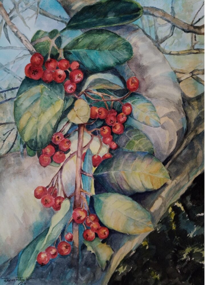 Tassel Berry Tree – Watercolor Art Southern Africa