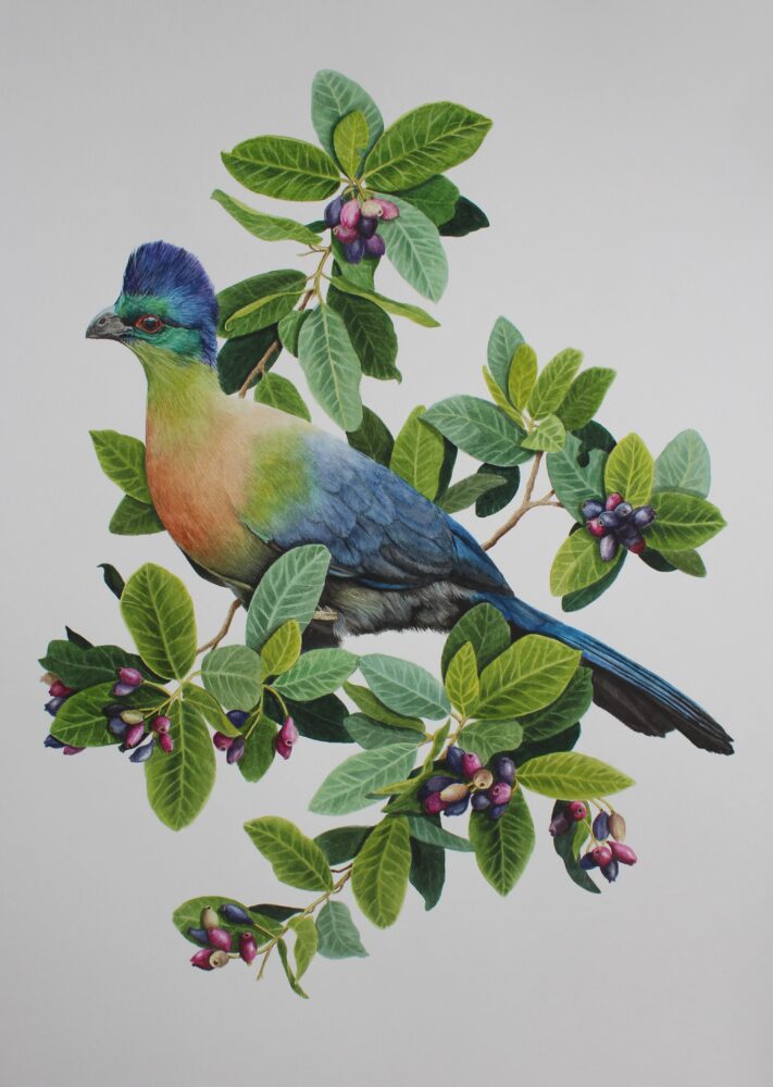 Purple-Crested Turaco And Waterberry – Watercolor Art Southern Africa